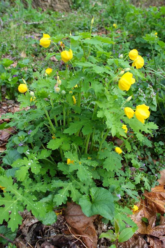 Wood Poppy – VIRGINIA WILDFLOWERS