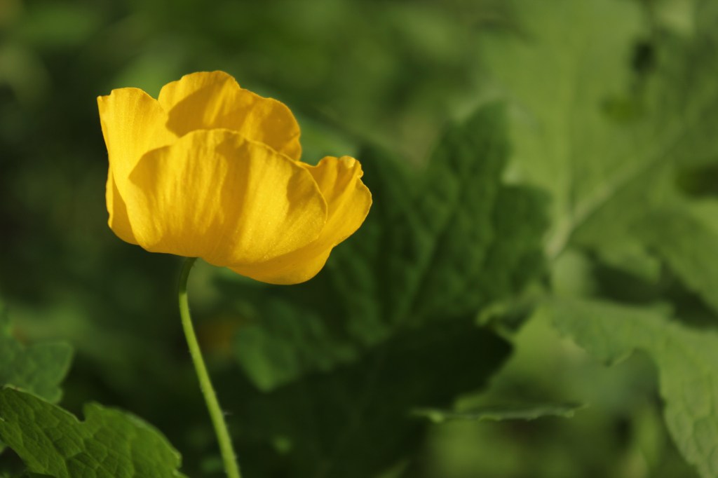 Wood Poppy – VIRGINIA WILDFLOWERS