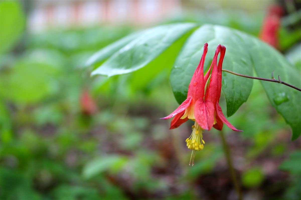 Eastern Red Columbine – VIRGINIA WILDFLOWERS
