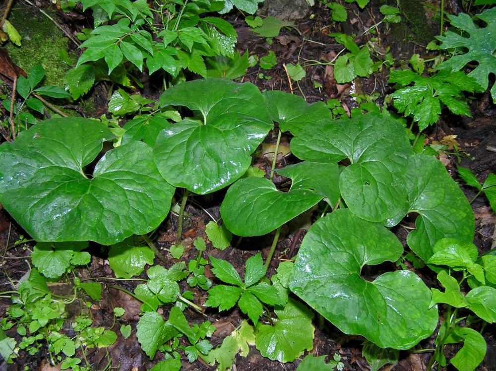 Wild Ginger – VIRGINIA WILDFLOWERS