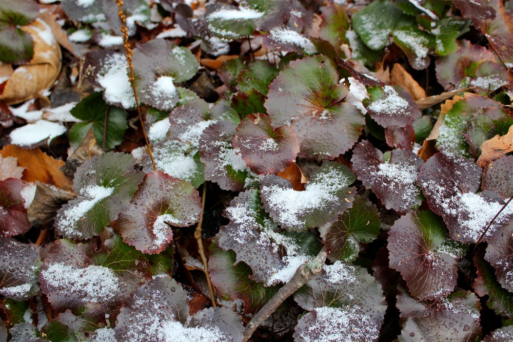 Galax – VIRGINIA WILDFLOWERS