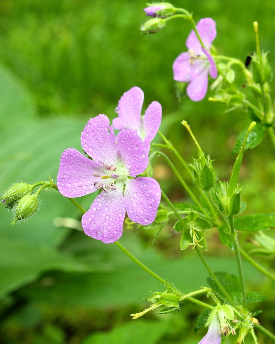 Wild Geranium – VIRGINIA WILDFLOWERS