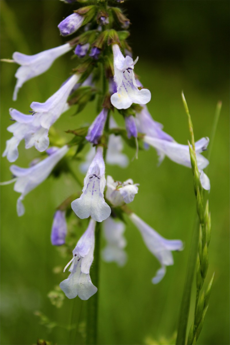 Lyre-leaved Sage – VIRGINIA WILDFLOWERS