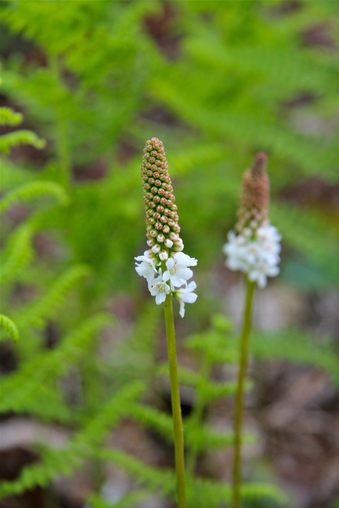 Galax – VIRGINIA WILDFLOWERS