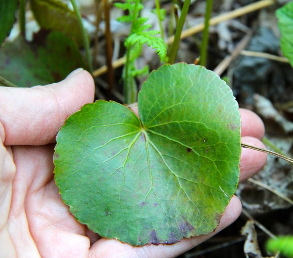 Galax – VIRGINIA WILDFLOWERS