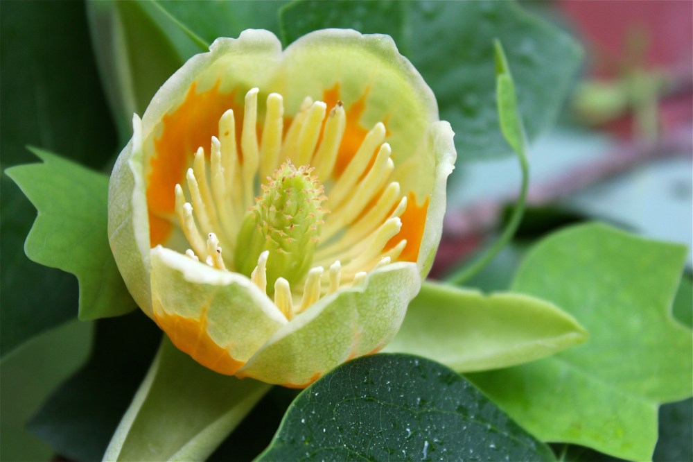 Tulip Poplar – VIRGINIA WILDFLOWERS