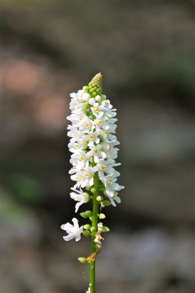 Galax – VIRGINIA WILDFLOWERS
