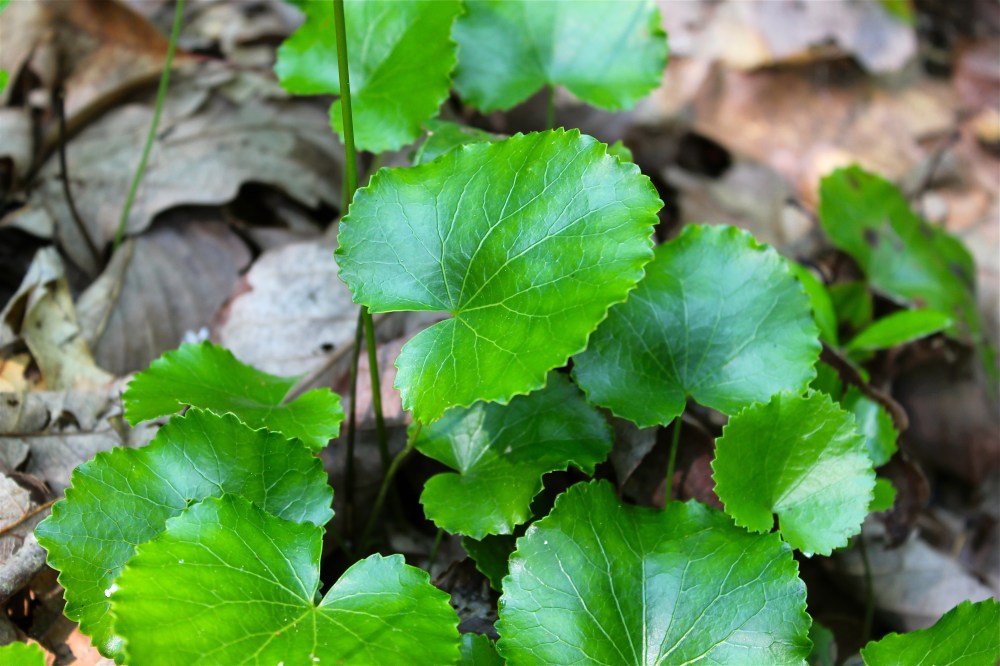 Galax – VIRGINIA WILDFLOWERS