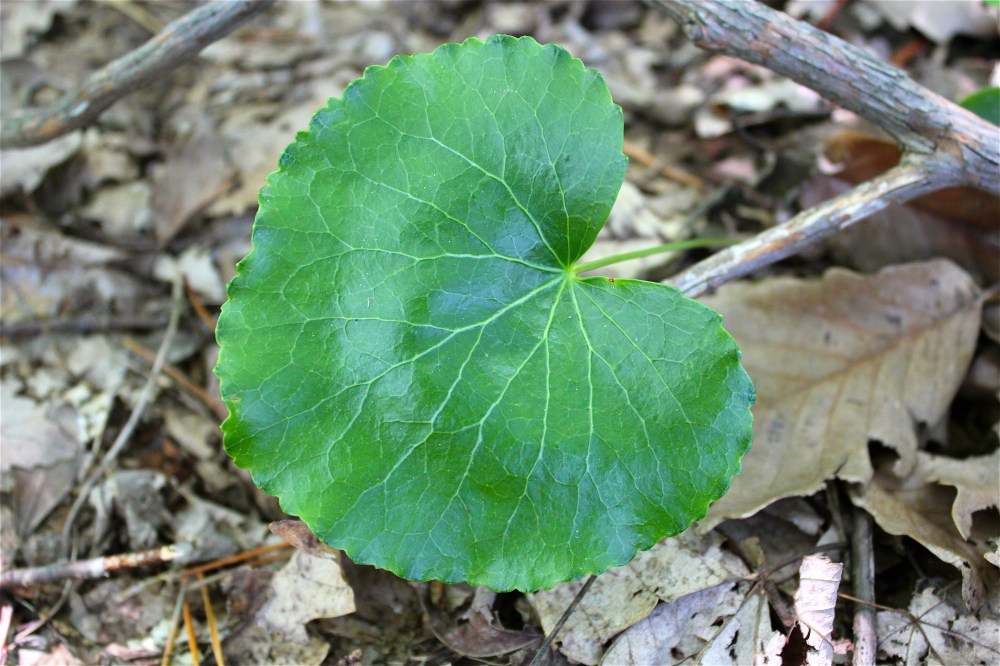 Galax – VIRGINIA WILDFLOWERS
