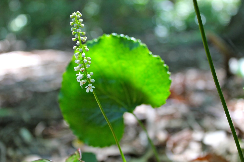 Galax – VIRGINIA WILDFLOWERS