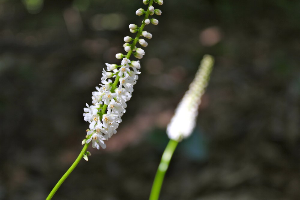 Galax – VIRGINIA WILDFLOWERS