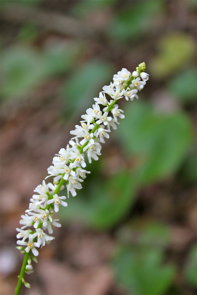 Galax – VIRGINIA WILDFLOWERS