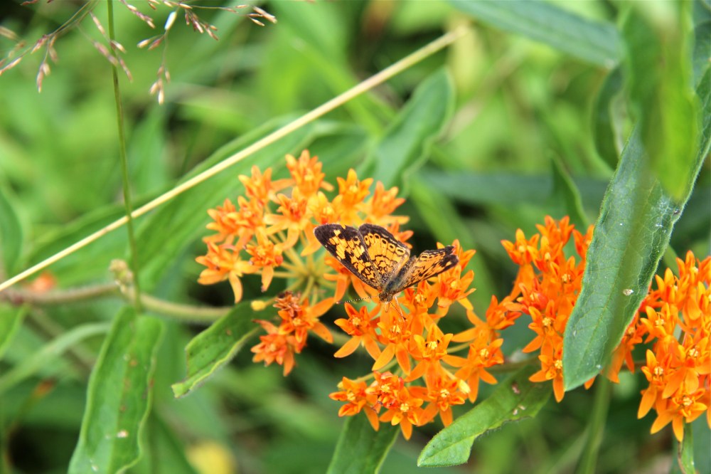 Butterfly Weed – VIRGINIA WILDFLOWERS
