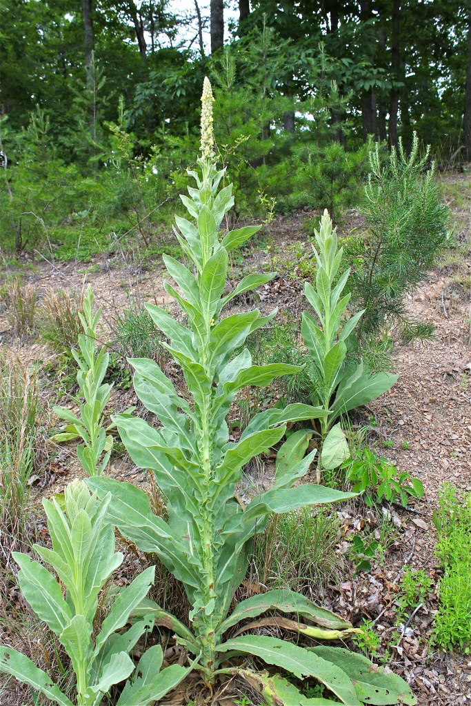 Common Mullein – VIRGINIA WILDFLOWERS