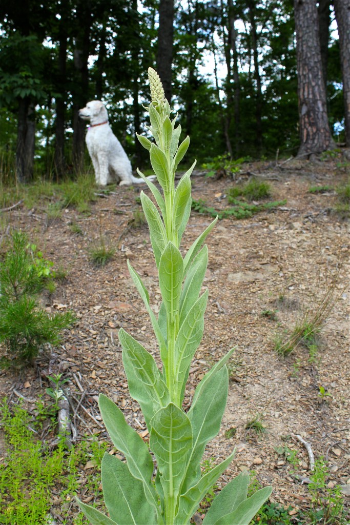 Common Mullein – VIRGINIA WILDFLOWERS