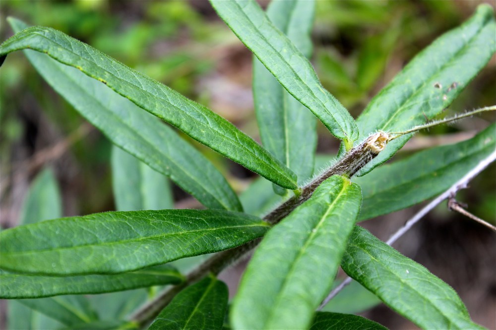 Butterfly Weed – VIRGINIA WILDFLOWERS
