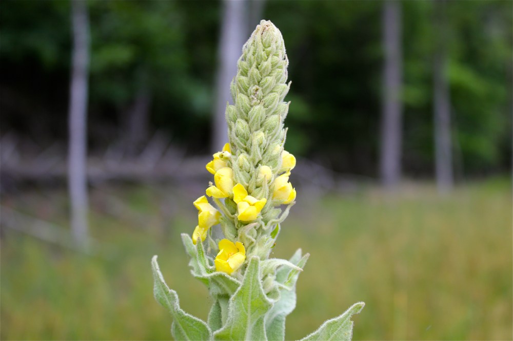 Common Mullein – VIRGINIA WILDFLOWERS