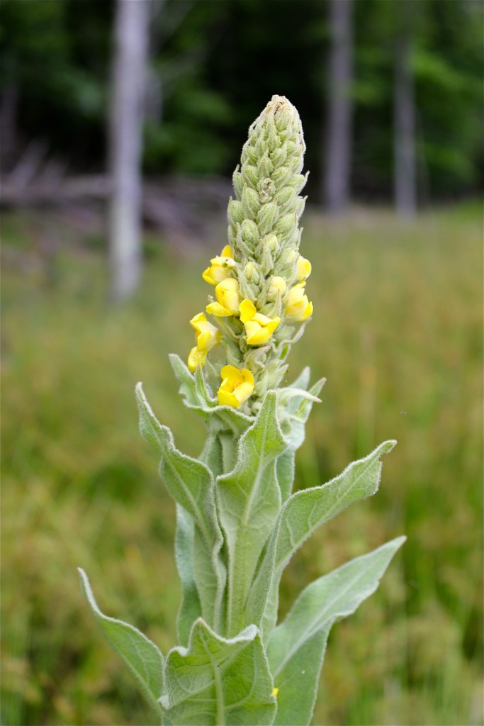 Common Mullein – VIRGINIA WILDFLOWERS