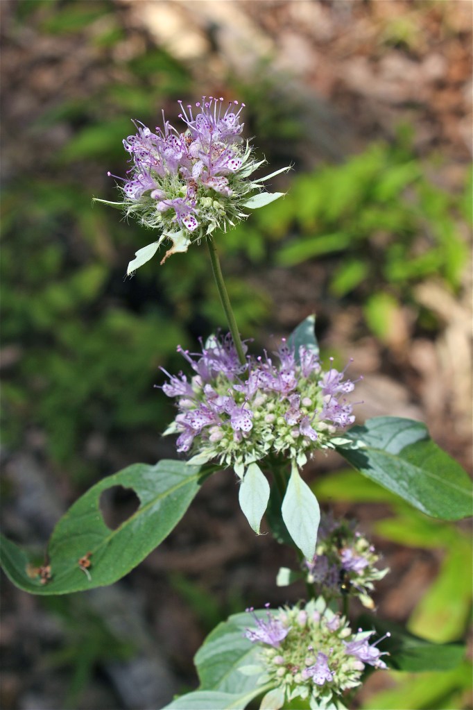 Hoary Mountain Mint – VIRGINIA WILDFLOWERS