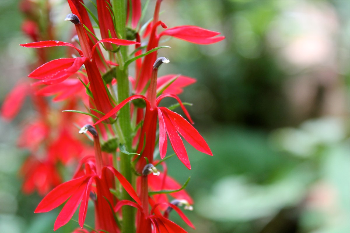 Cardinal Flower – VIRGINIA WILDFLOWERS