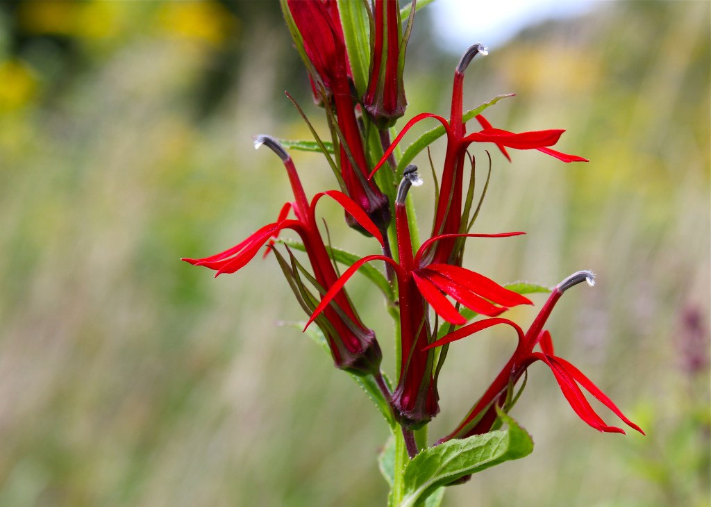 Cardinal Flower – VIRGINIA WILDFLOWERS