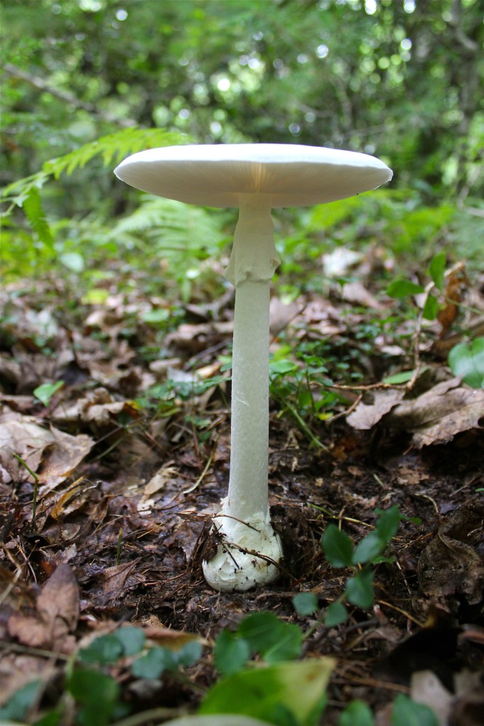 Destroying Angel – VIRGINIA WILDFLOWERS