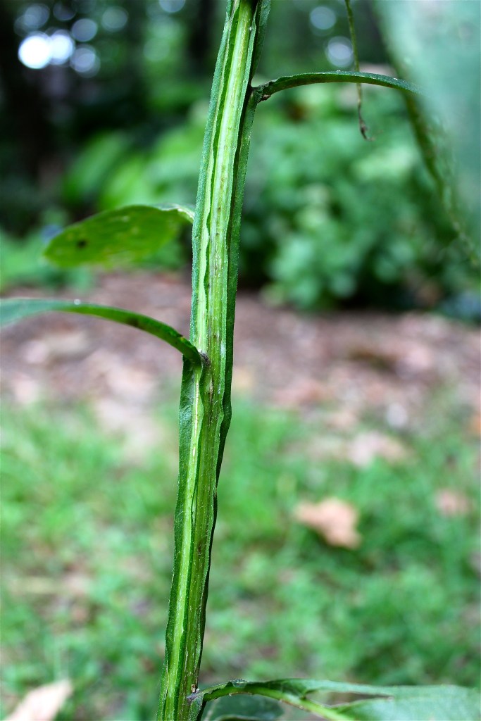 Wingstem – VIRGINIA WILDFLOWERS