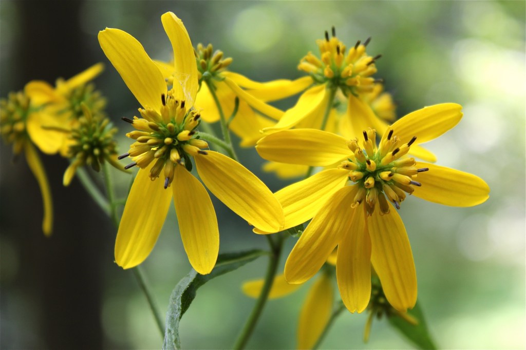 Wingstem – VIRGINIA WILDFLOWERS