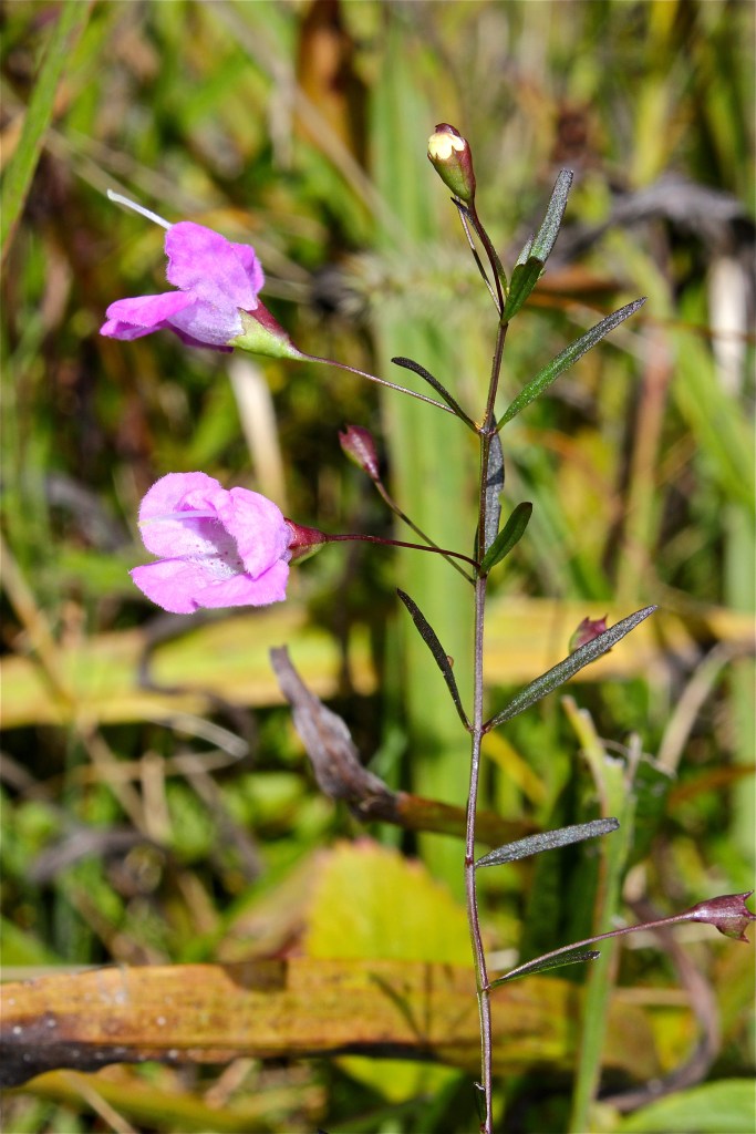 Slender Gerardia – VIRGINIA WILDFLOWERS
