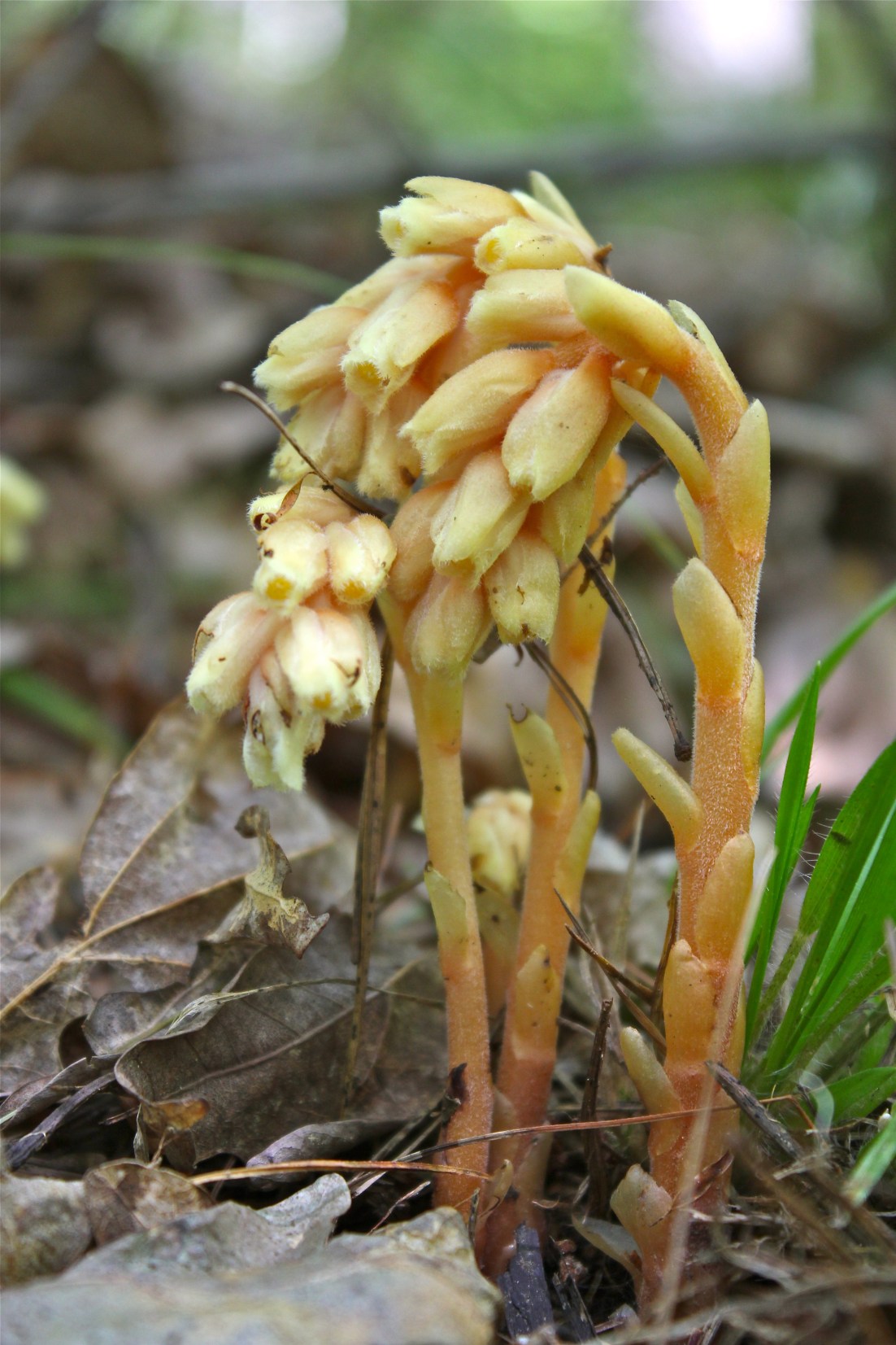 Pinesap – VIRGINIA WILDFLOWERS