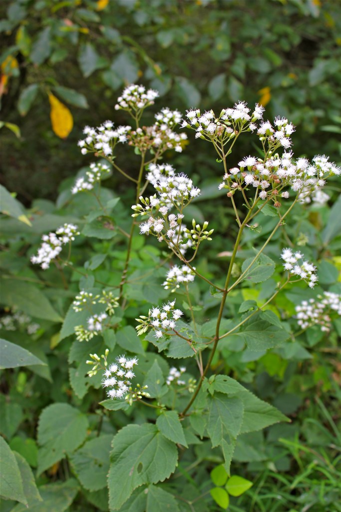 White Snakeroot – VIRGINIA WILDFLOWERS