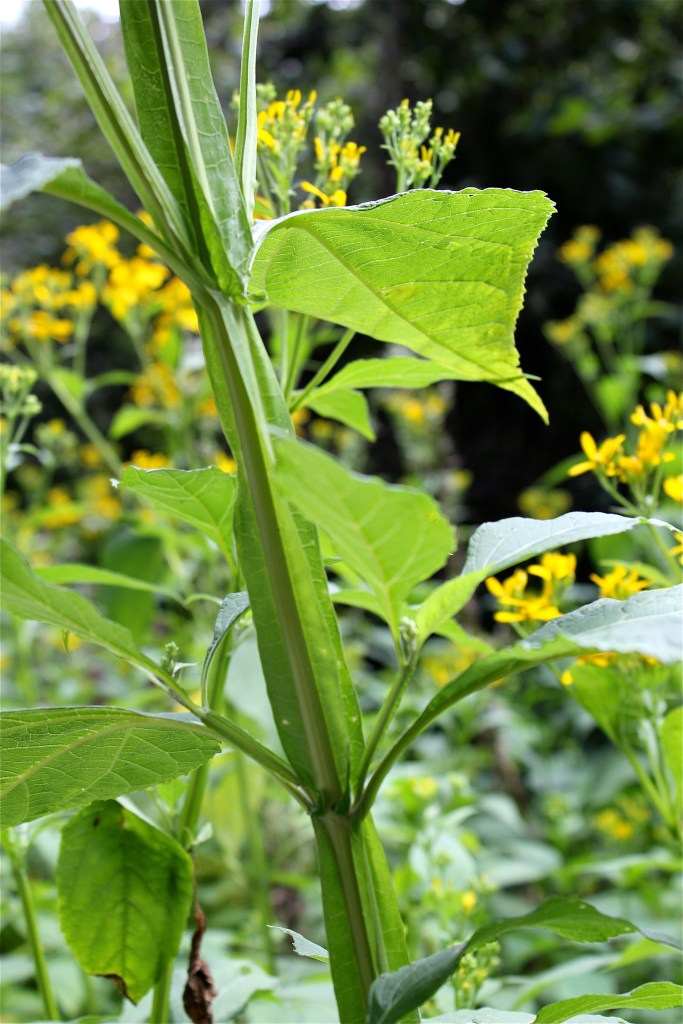 Yellow Crownbeard – VIRGINIA WILDFLOWERS