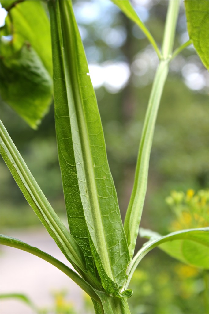 Yellow Crownbeard – VIRGINIA WILDFLOWERS
