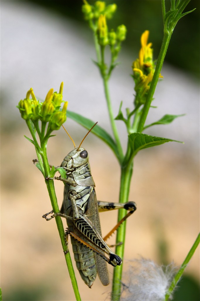 Yellow Crownbeard – VIRGINIA WILDFLOWERS