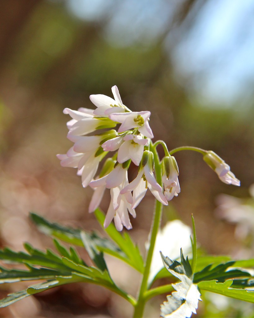 Cutleaf Toothwort – VIRGINIA WILDFLOWERS