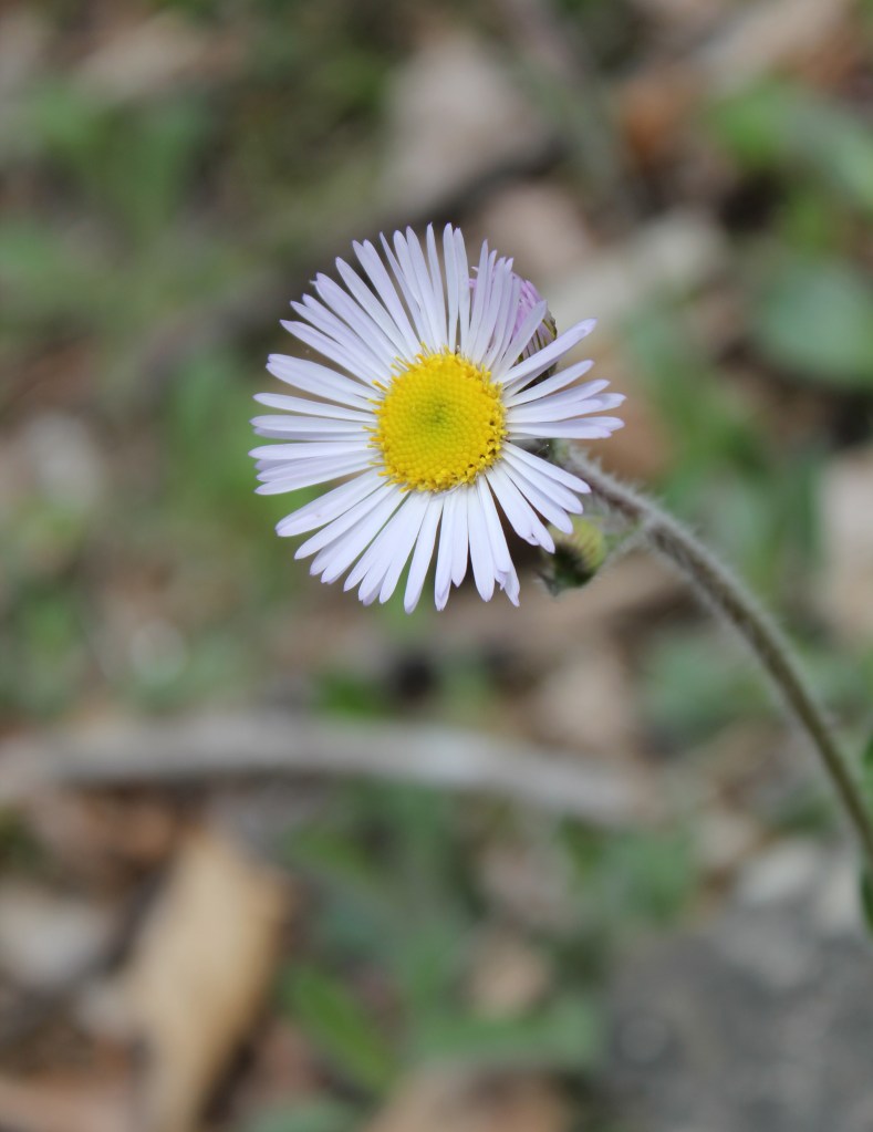 Robin’s Plantain – VIRGINIA WILDFLOWERS