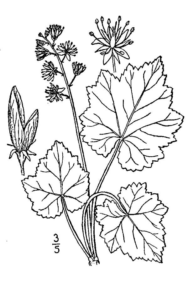 Heartleaf Foamflower – VIRGINIA WILDFLOWERS