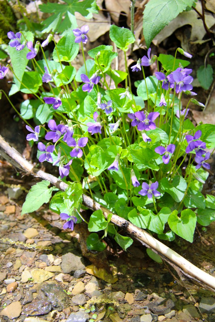 Marsh Blue Violets – VIRGINIA WILDFLOWERS