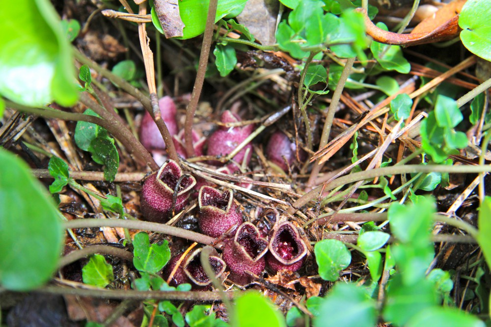 Virginia Heartleaf – VIRGINIA WILDFLOWERS