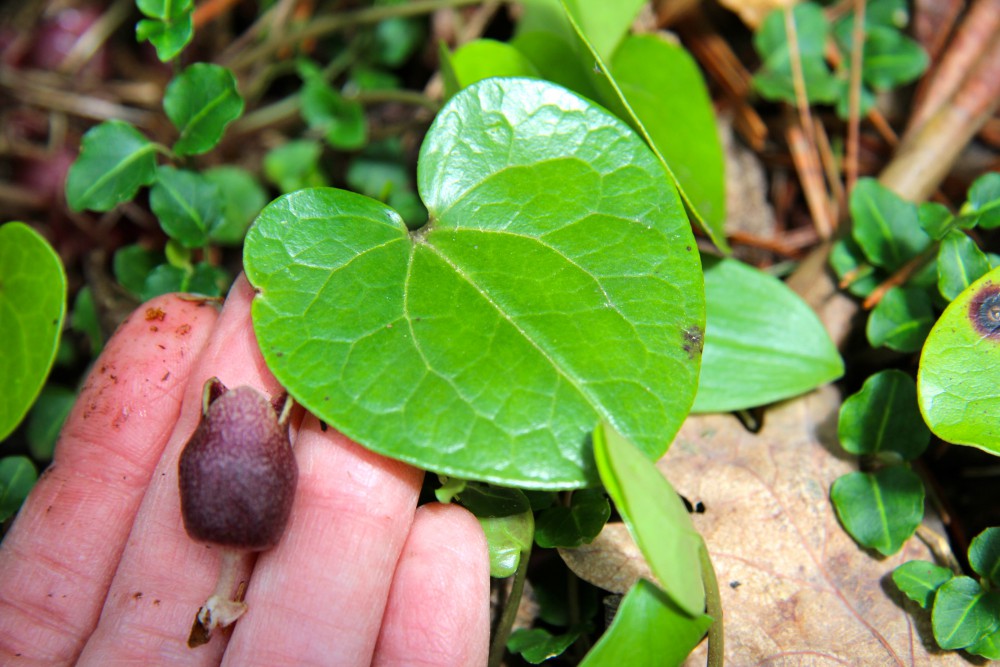 Virginia Heartleaf – VIRGINIA WILDFLOWERS