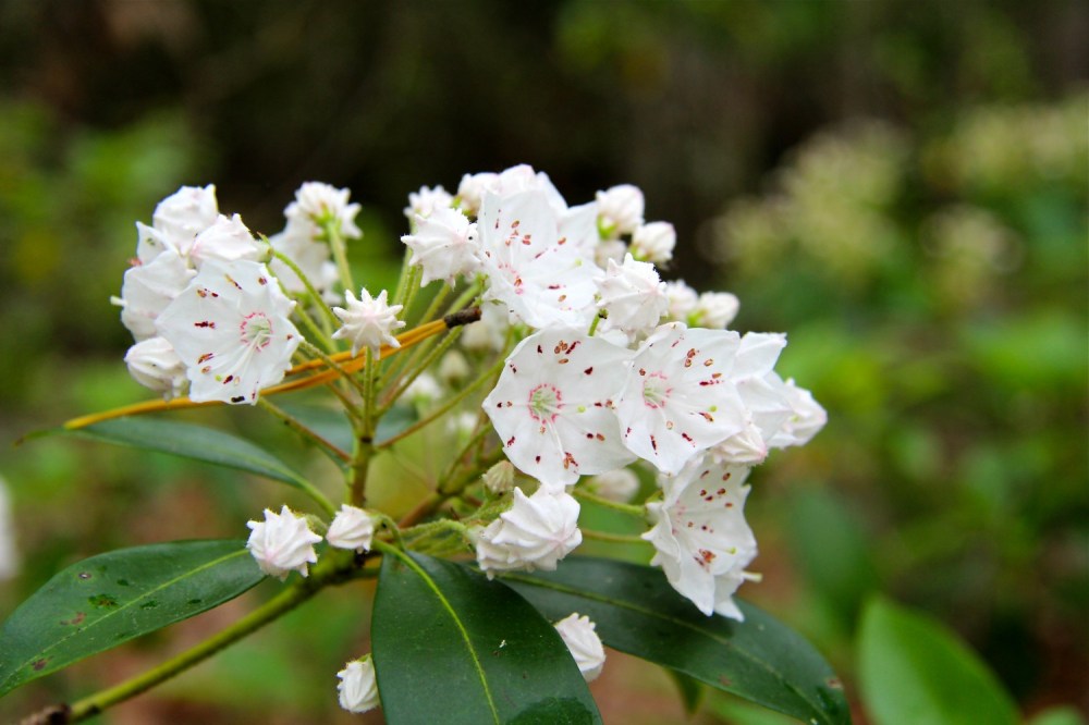 Mountain Laurel – VIRGINIA WILDFLOWERS