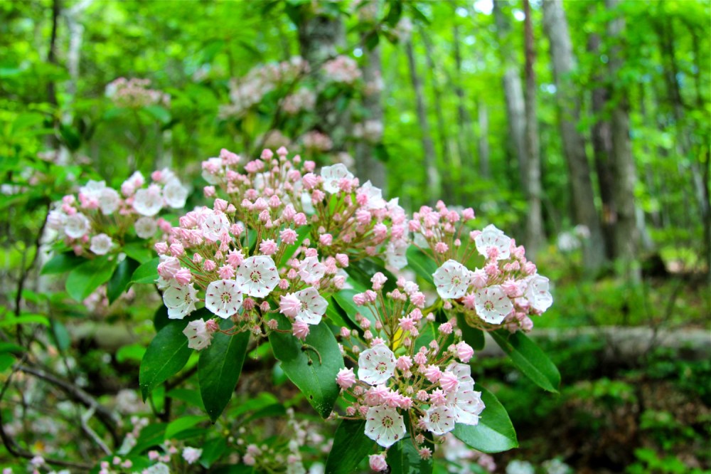 Mountain Laurel – VIRGINIA WILDFLOWERS