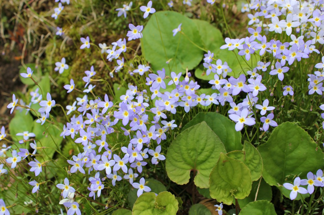 Quaker Ladies – VIRGINIA WILDFLOWERS