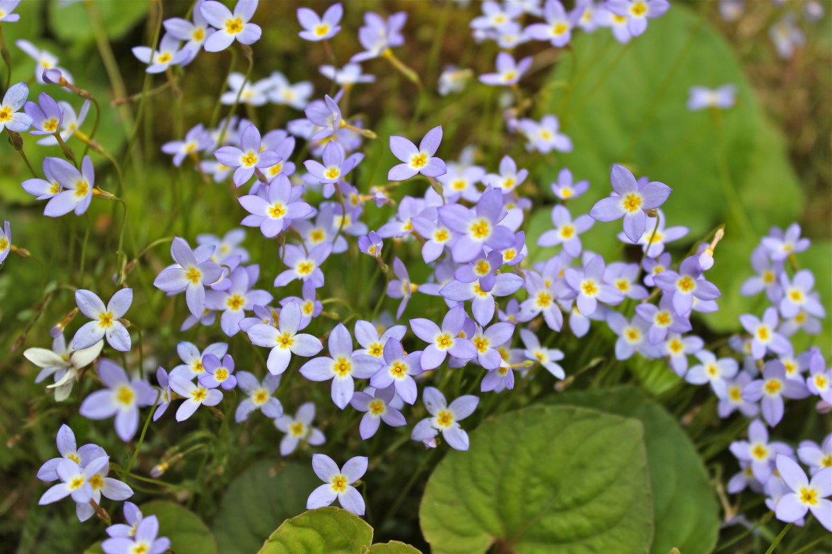 Quaker Ladies – VIRGINIA WILDFLOWERS