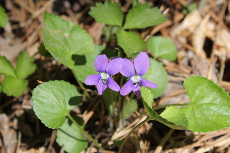 Marsh Blue Violets – VIRGINIA WILDFLOWERS