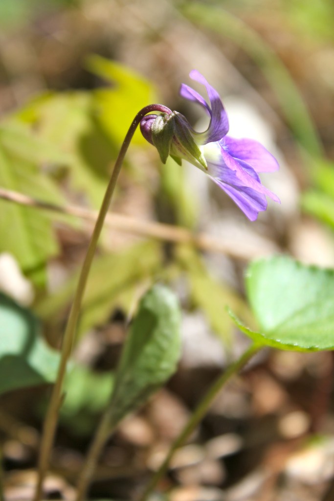 Marsh Blue Violets – VIRGINIA WILDFLOWERS