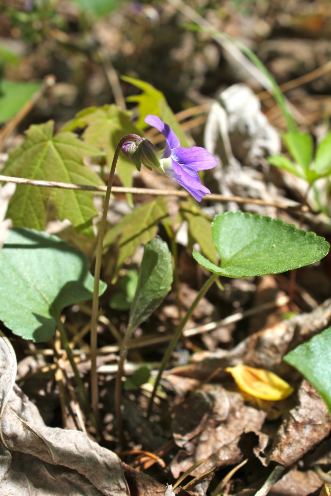 Marsh Blue Violets – VIRGINIA WILDFLOWERS