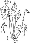 Marsh Blue Violets – VIRGINIA WILDFLOWERS