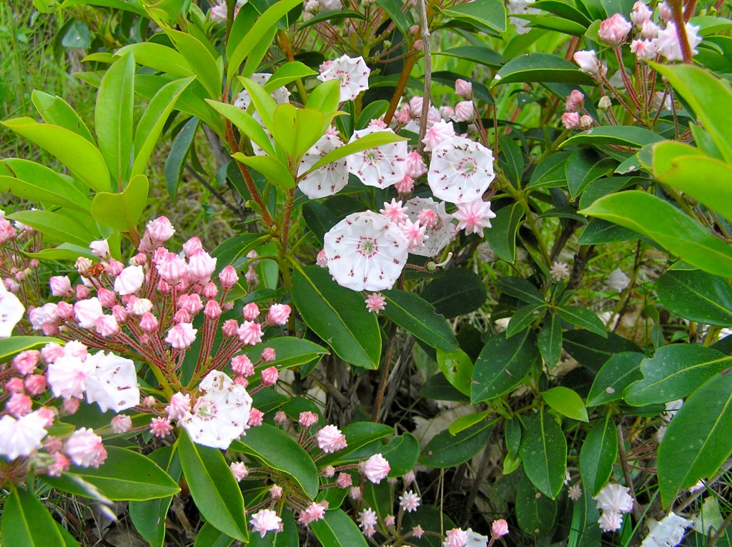 Mountain Laurel – VIRGINIA WILDFLOWERS