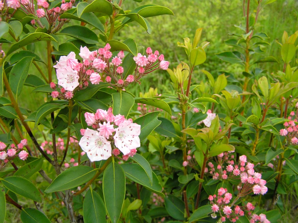 Mountain Laurel – VIRGINIA WILDFLOWERS
